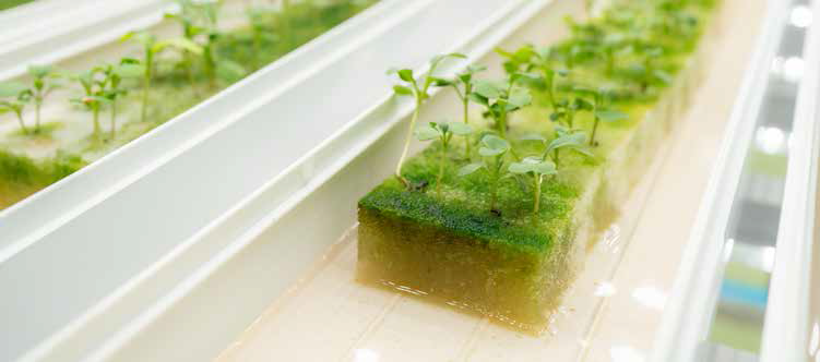 Hydroponic Farming – ssf-agtech